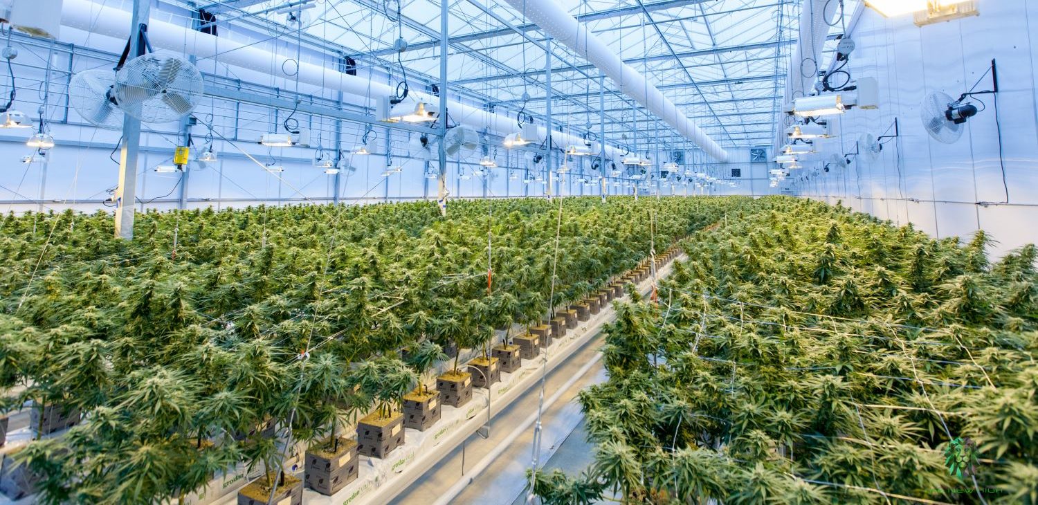 What's Next for Medical Cannabis Company Materia: Q&A with Nick Pateras ...